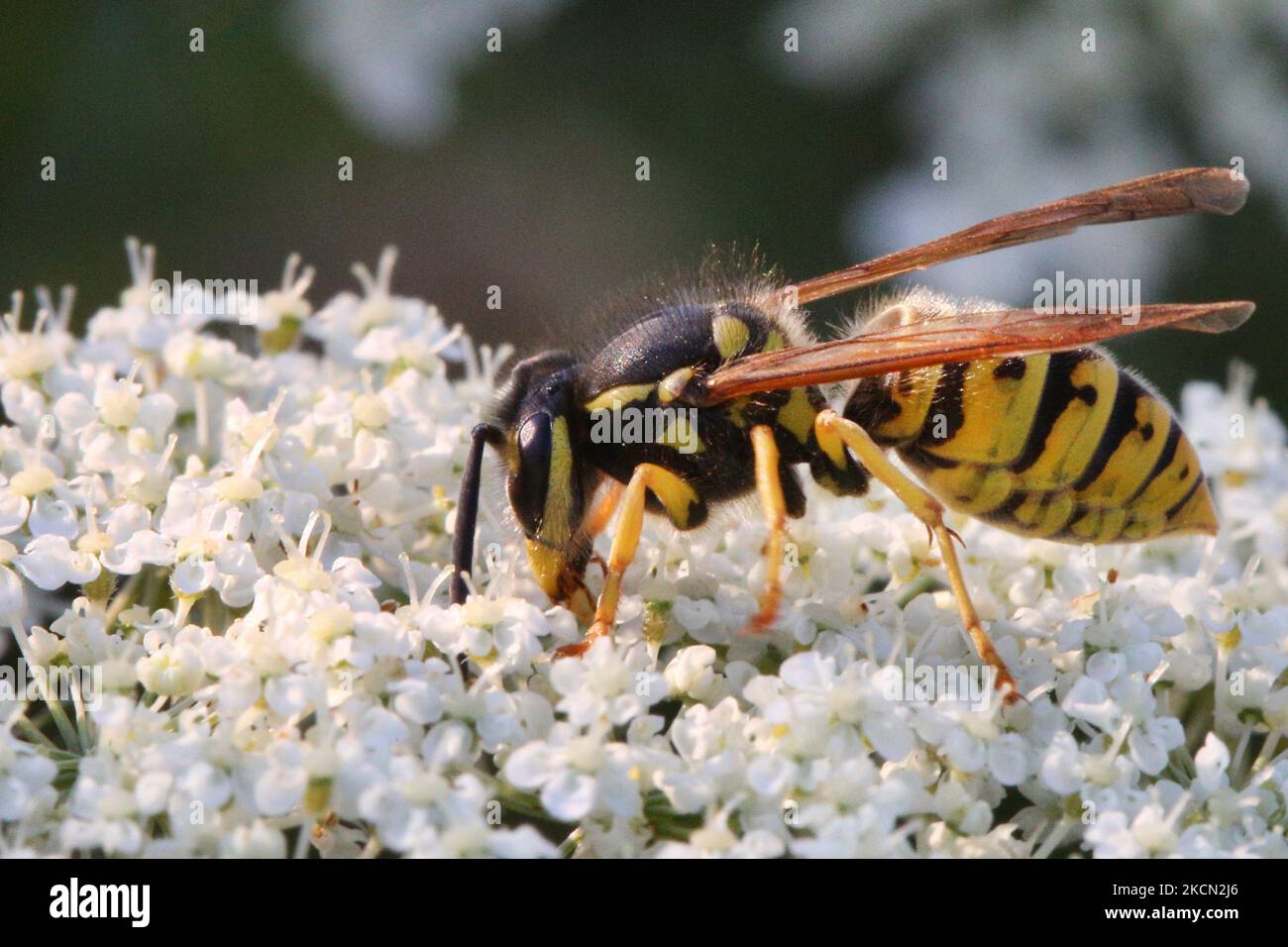 Eastern yellowjacket (Vespula maculifrons) wasp in Toronto, Ontario ...