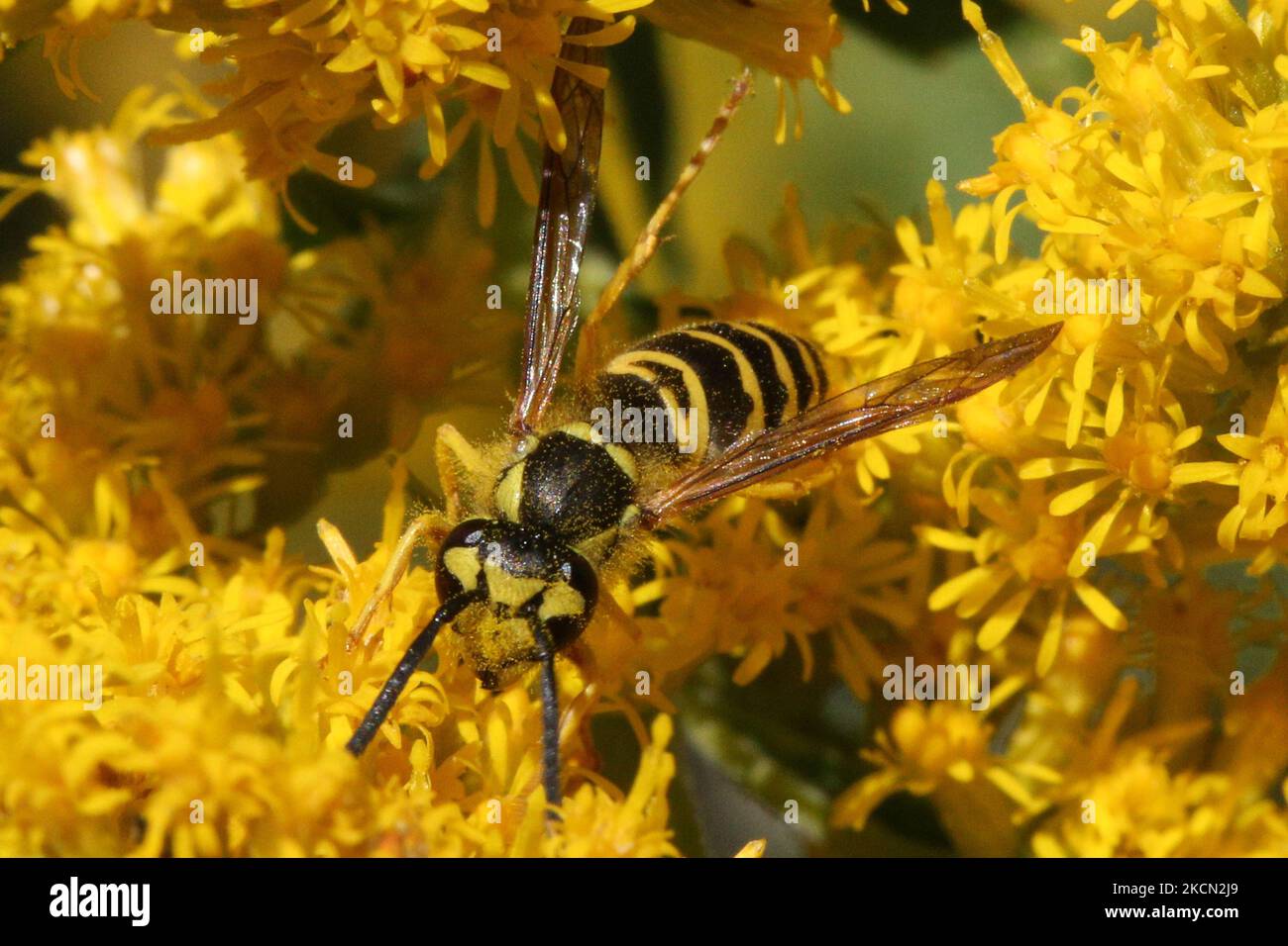 Eastern yellowjacket (Vespula maculifrons) wasp in Toronto, Ontario ...