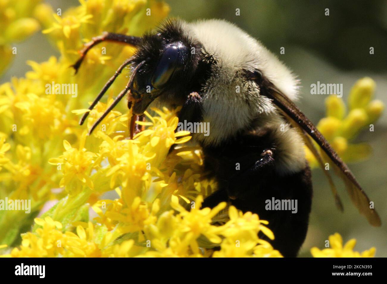 Pollination creative hi-res stock photography and images - Alamy