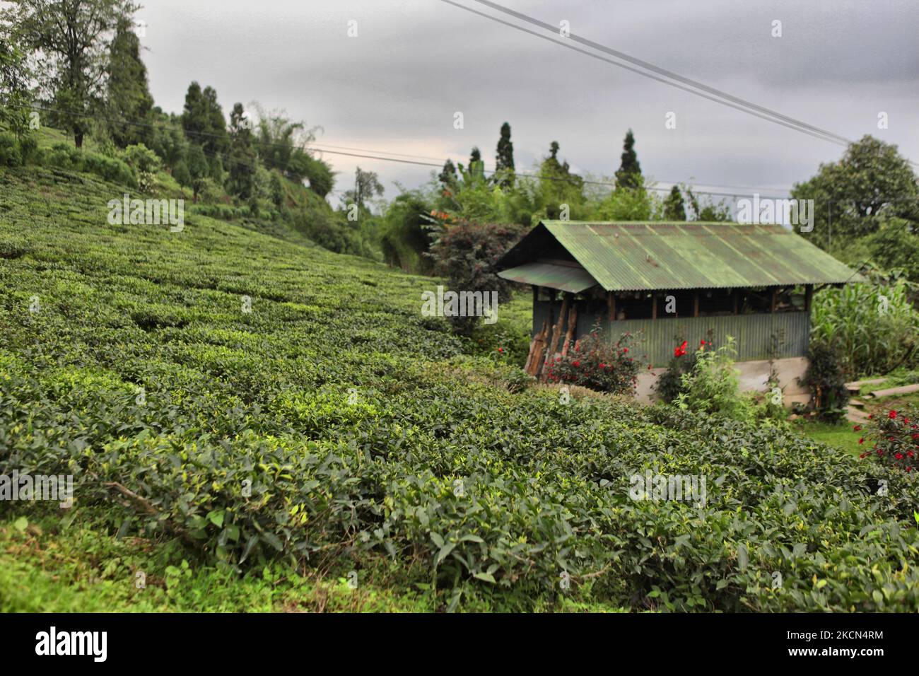 Timi tea estate hi-res stock photography and images - Alamy
