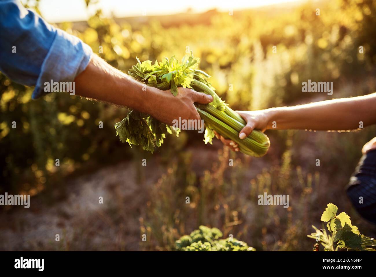 Turning vegetables into a business. an unrecognizable woman passing ...
