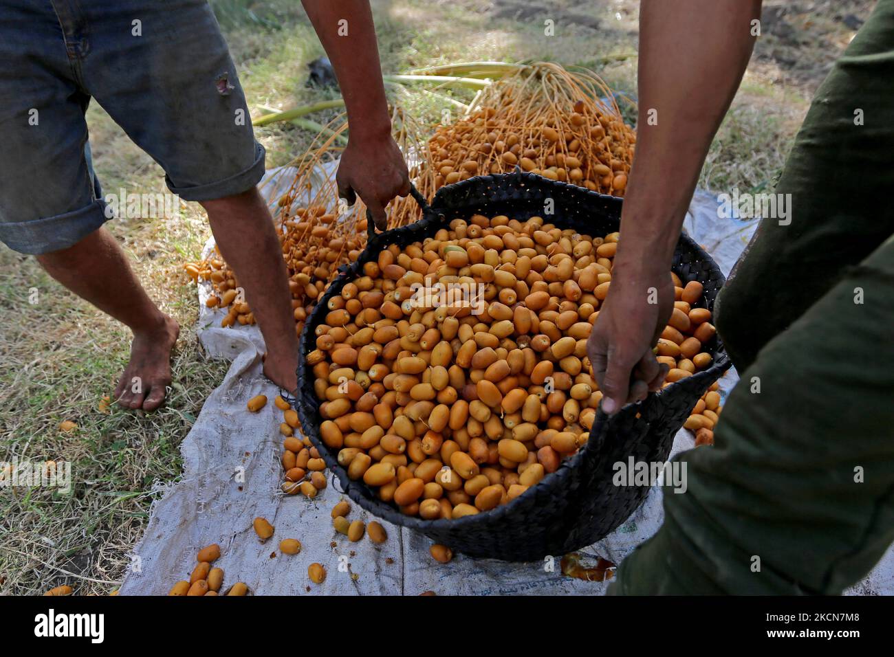 Farm workers collect dates during the annual harvest season in Dahshur ...