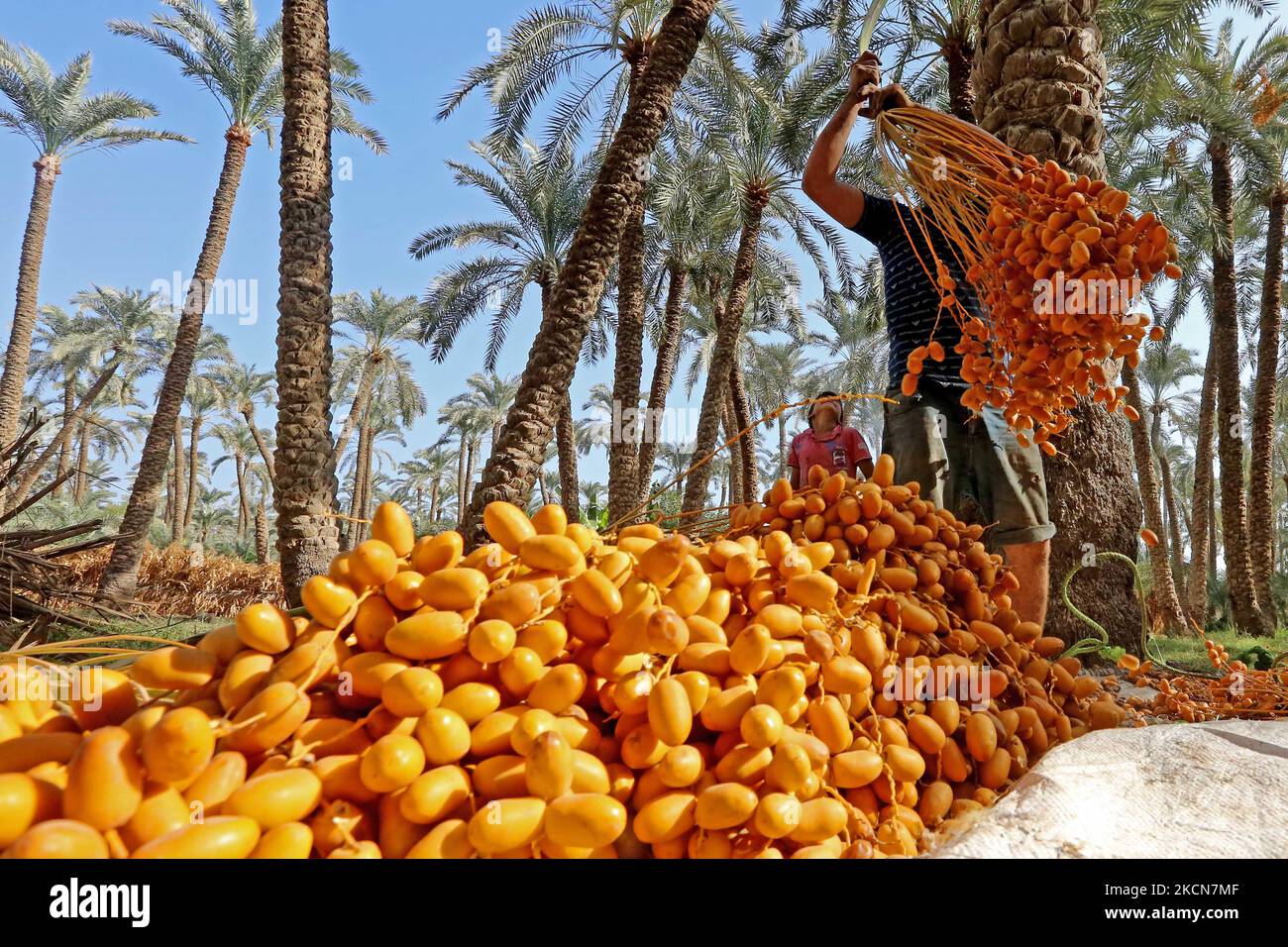 Egypt giza dates harvest hi-res stock photography and images - Alamy