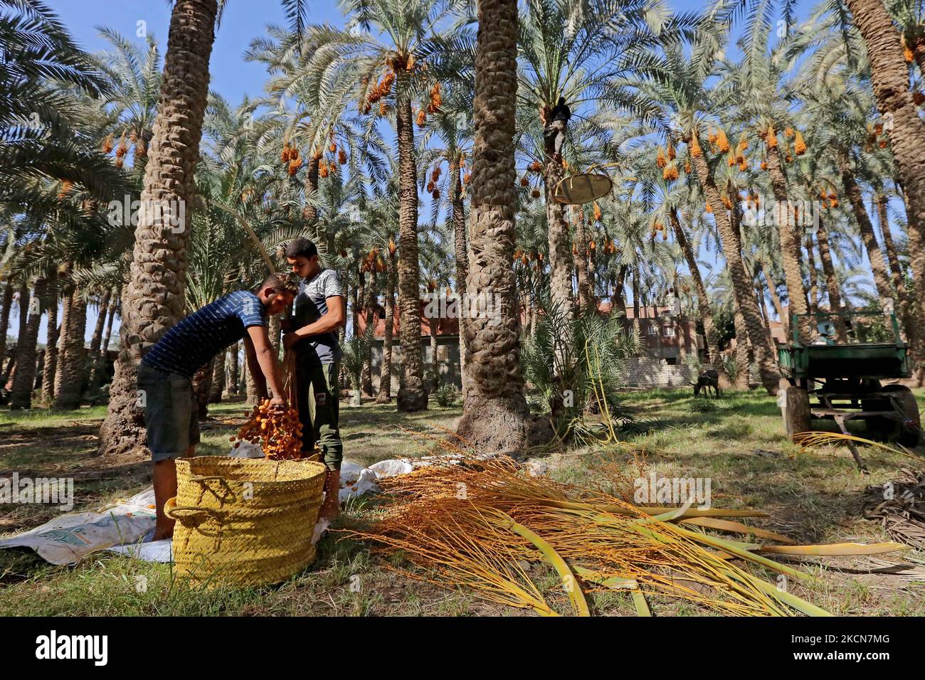 Farm workers collect dates during the annual harvest season in Dahshur ...