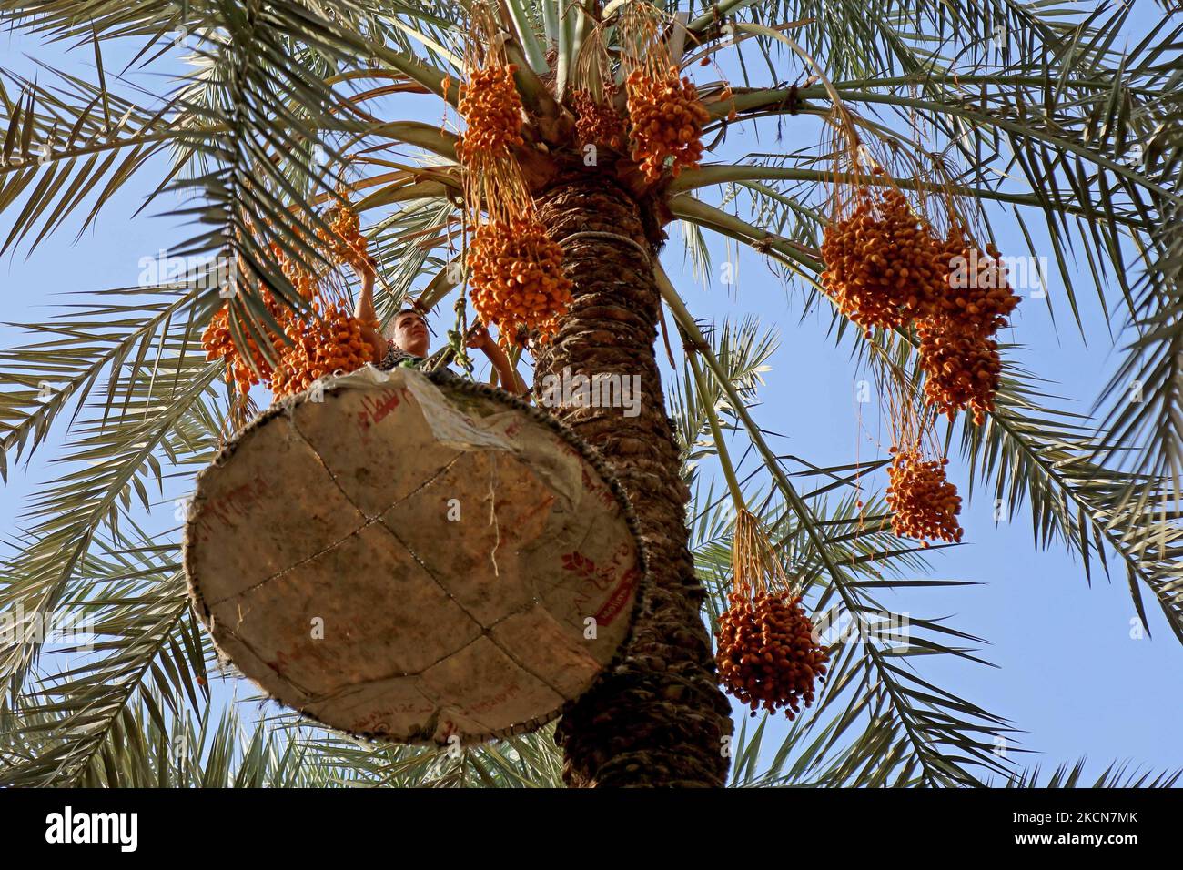 Farm workers collect dates during the annual harvest season in Dahshur ...