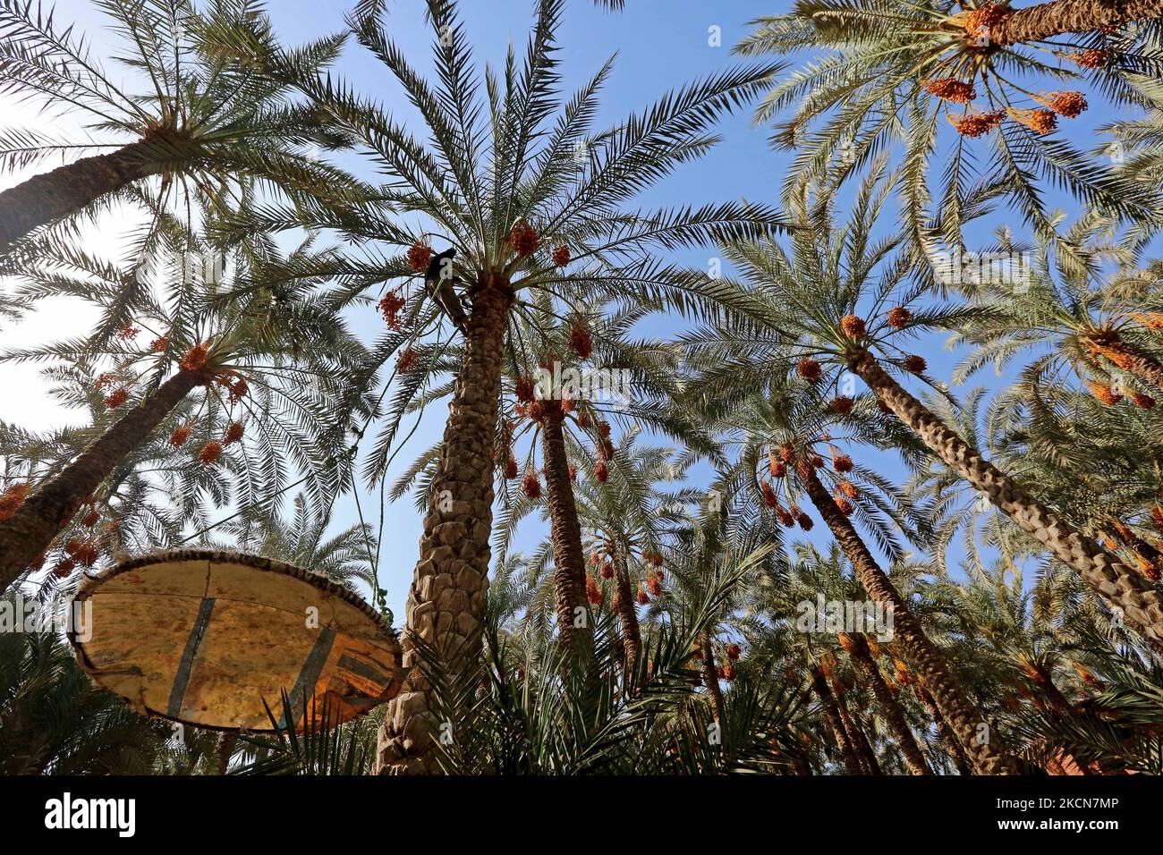 Dates farm egypt harvest hi-res stock photography and images - Alamy