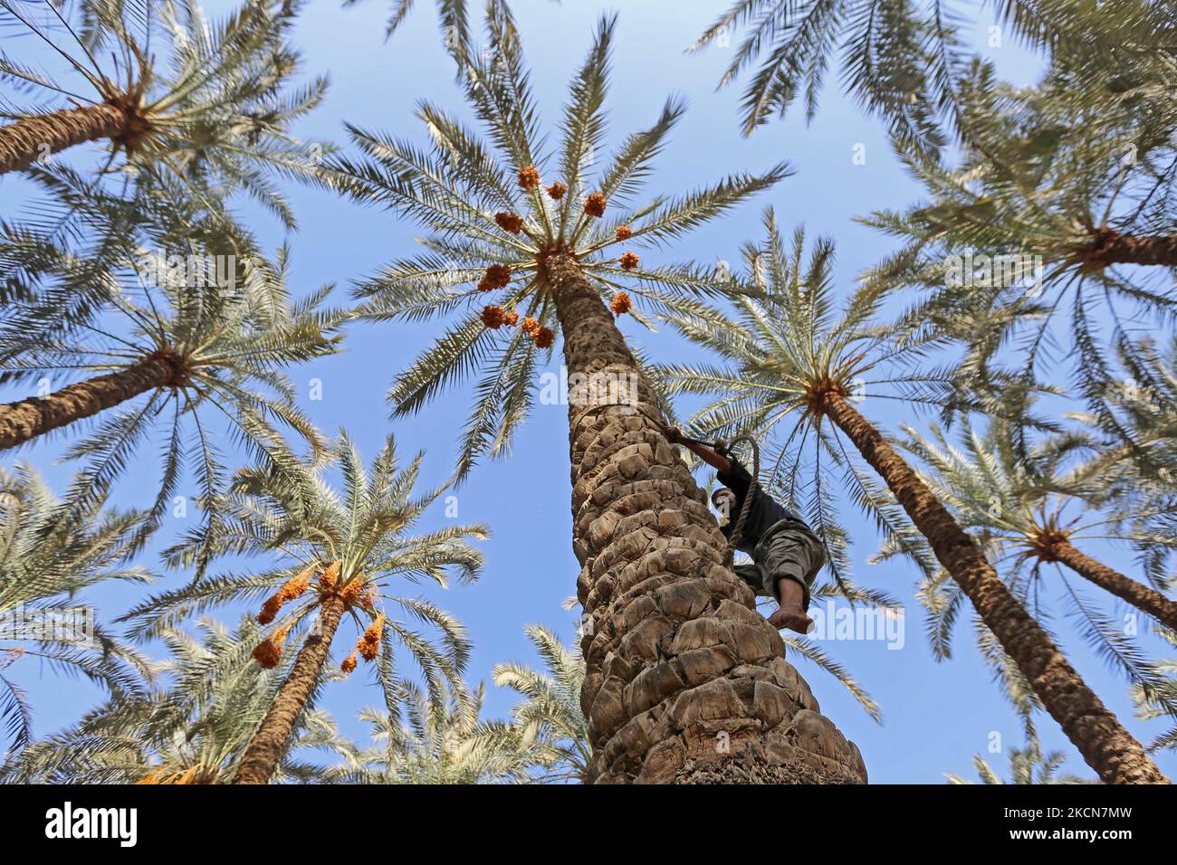 Dates farm egypt harvest hi-res stock photography and images - Alamy