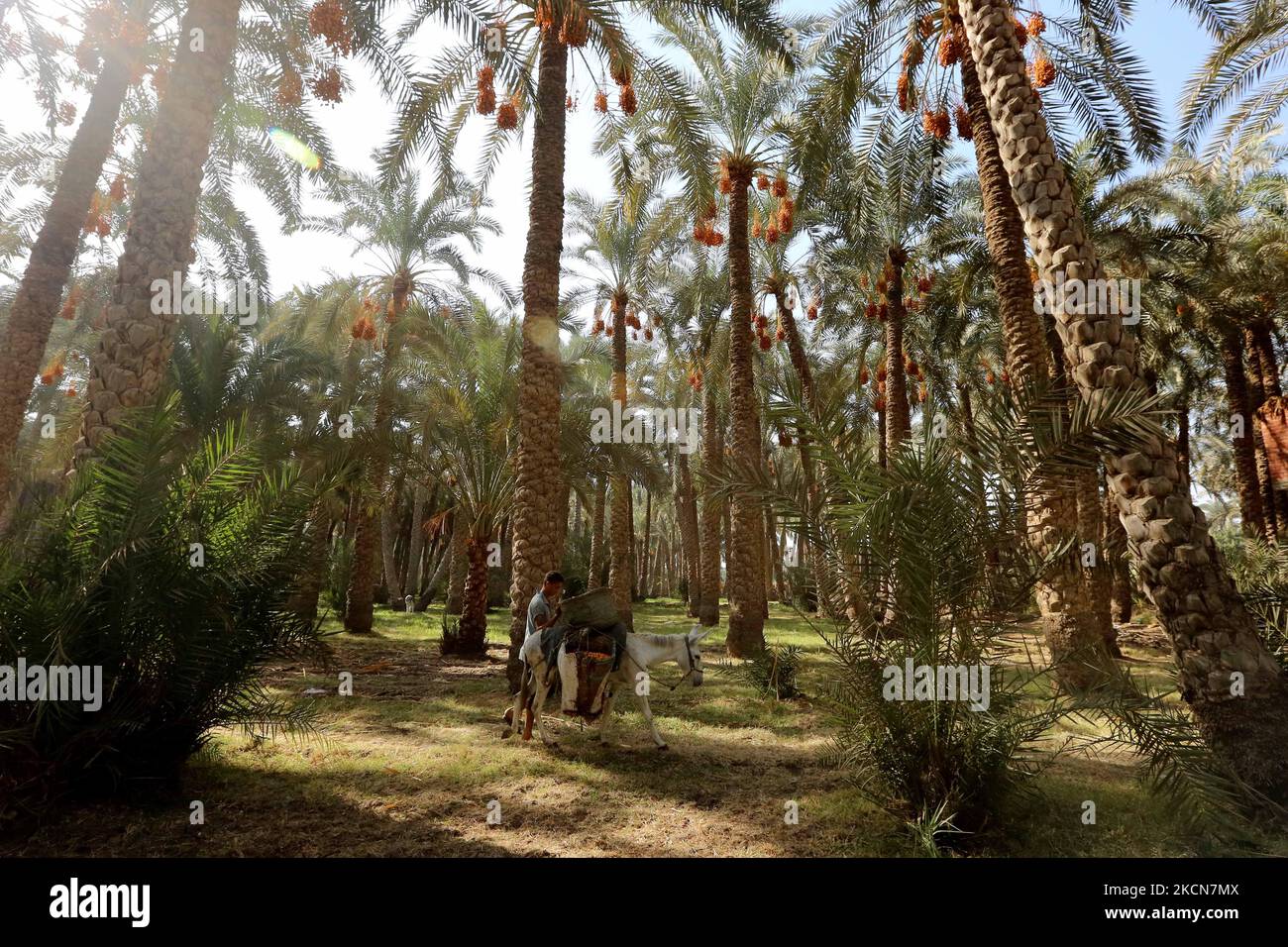 Dates farm egypt harvest hi-res stock photography and images - Alamy