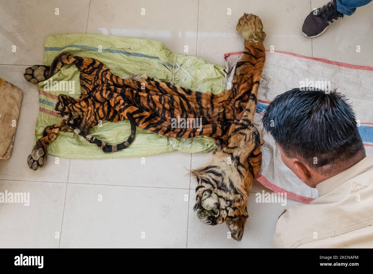 Sumatran tiger skin hi-res stock photography and images - Alamy