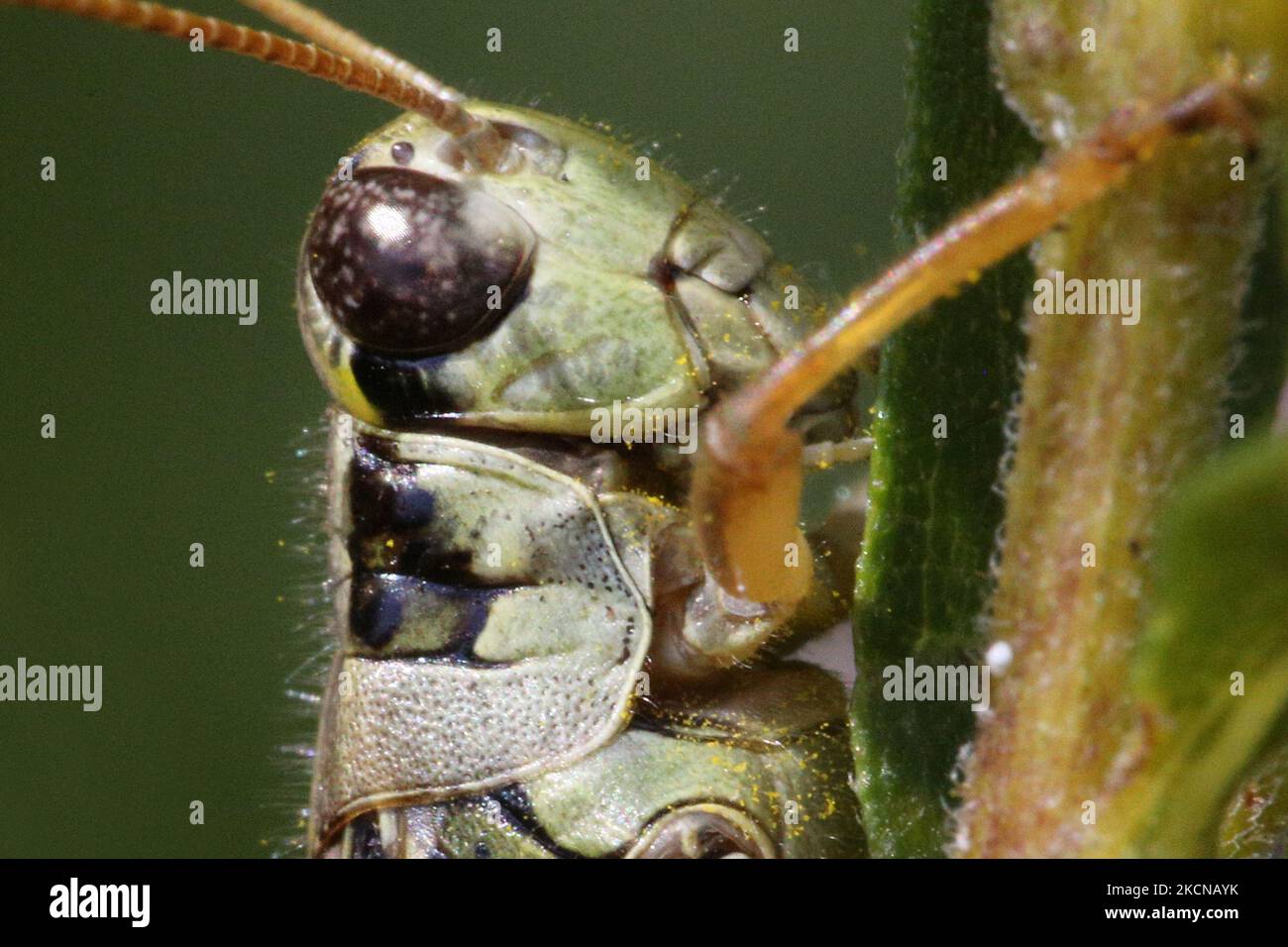 Red-legged Grasshopper (Melanoplus femurrubrum) in Toronto, Ontario ...