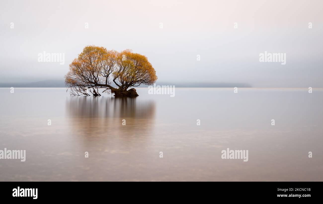 Long exposure image of autumn tree in the fog. Lake Taupo. New Zealand ...