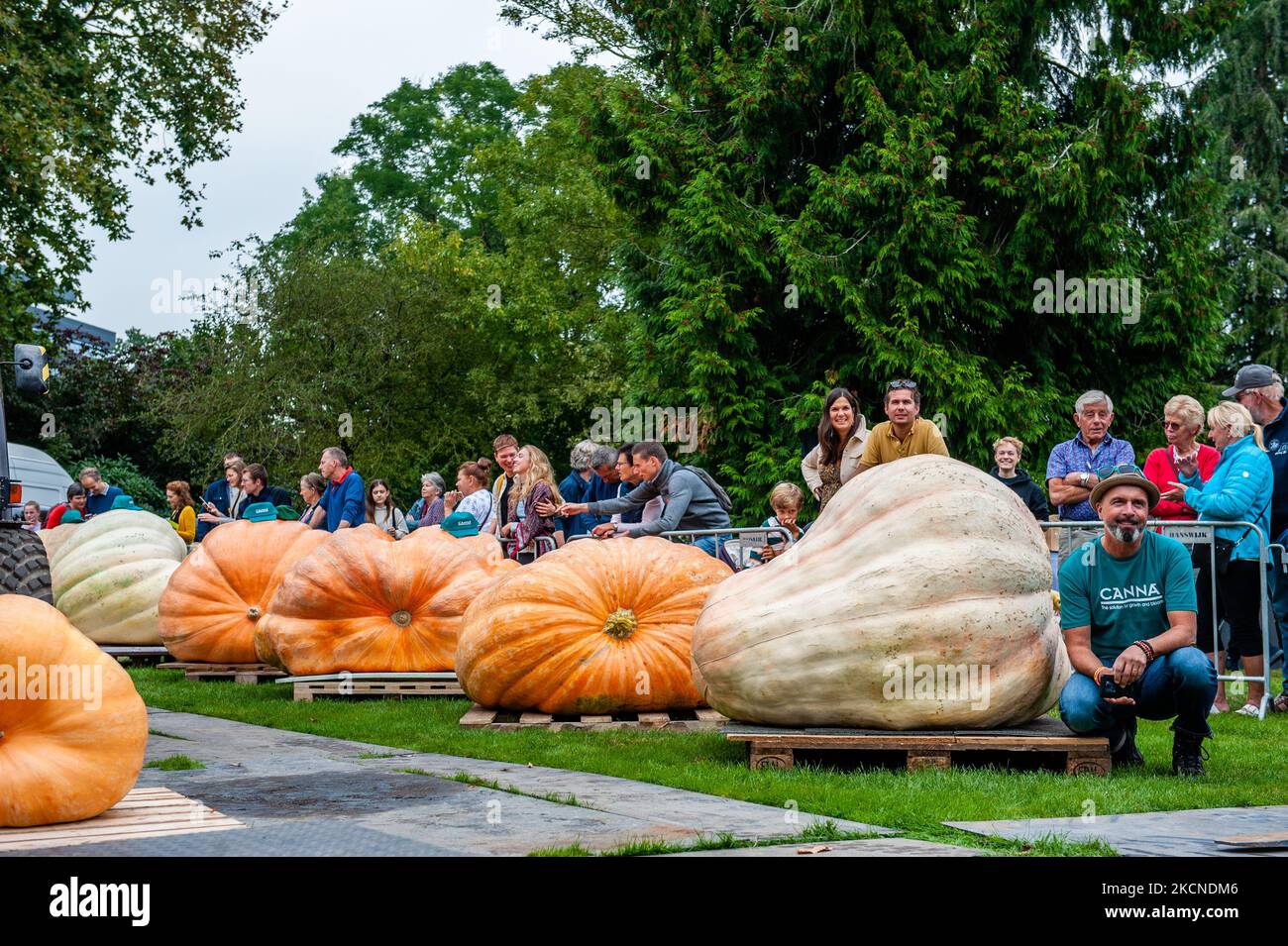 People are watching how the giant pumpkins are weighing, during the ...