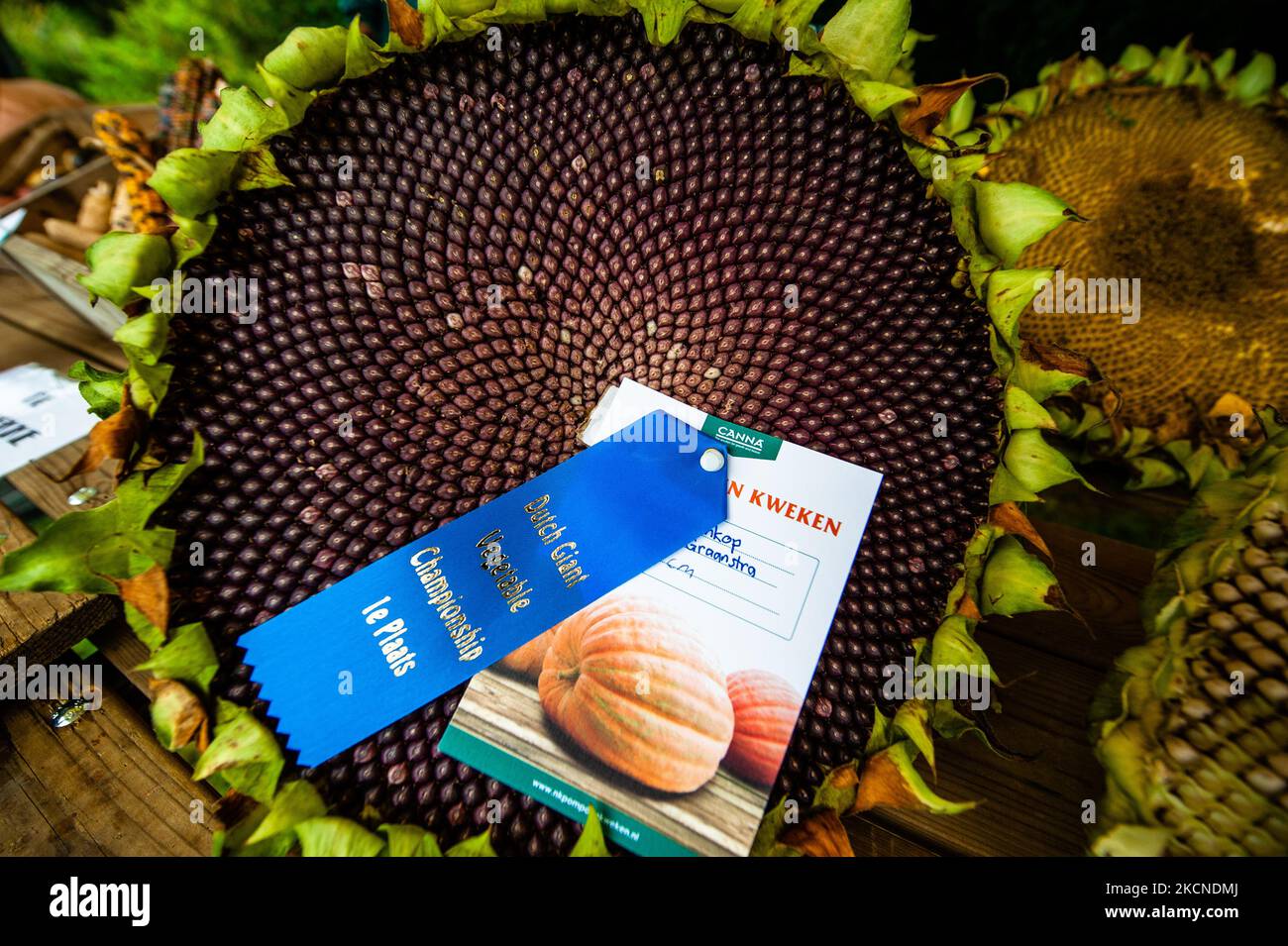 A view of the huge sunflower winner of the Dutch giant vegetable ...