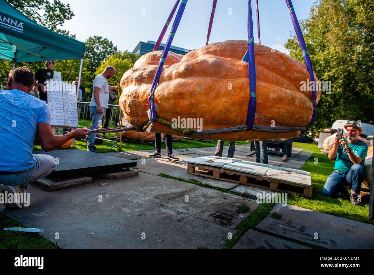 People from the organization are weighing the winner pumpkin, during ...