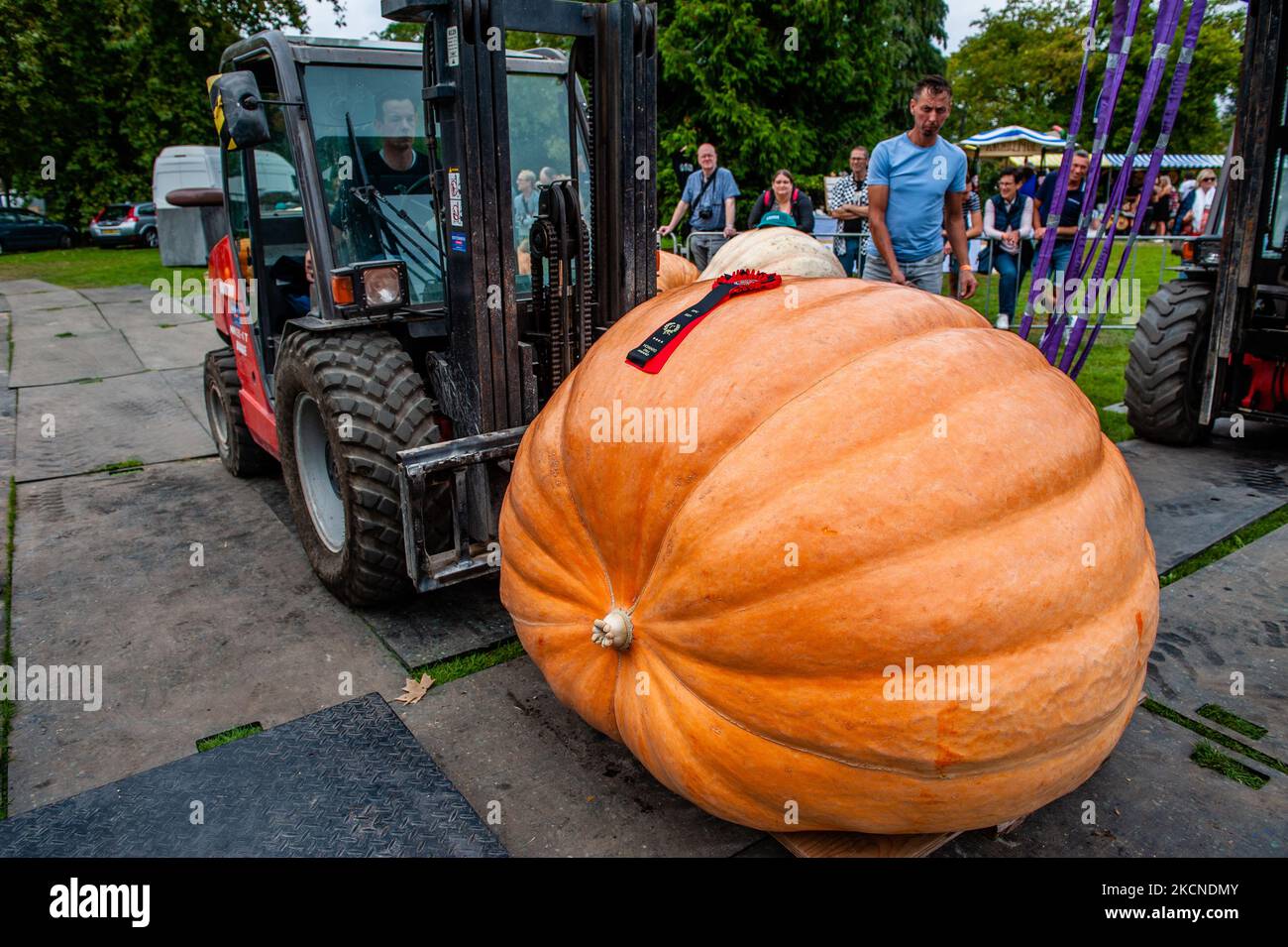 A view of the pumpkin winner of the most beautiful one, during the ...