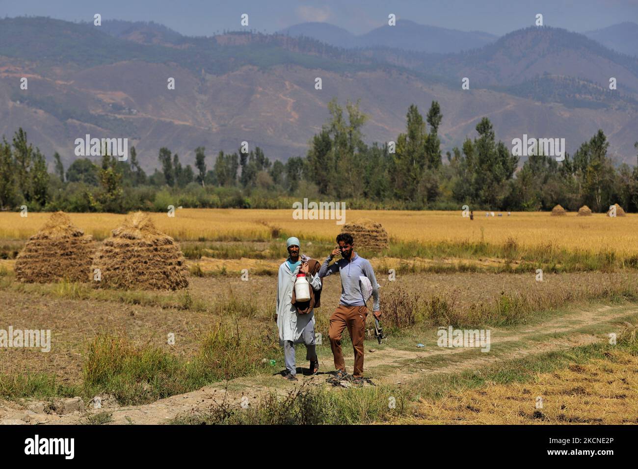 Kashmir farmers harvest rice from paddy fields during harvesting season ...