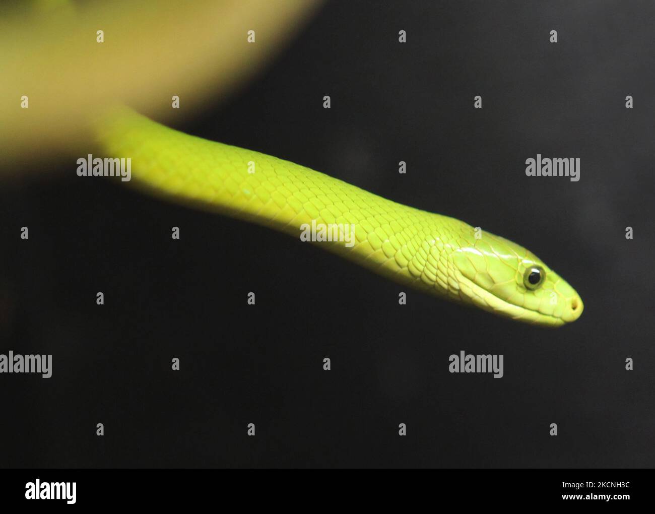 Ontario snakes hi-res stock photography and images - Alamy