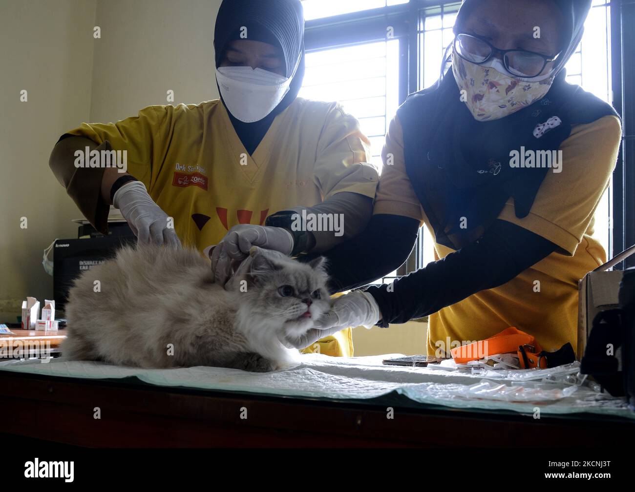 A cat gets vaccinated during a local governments rabies vaccine program ...