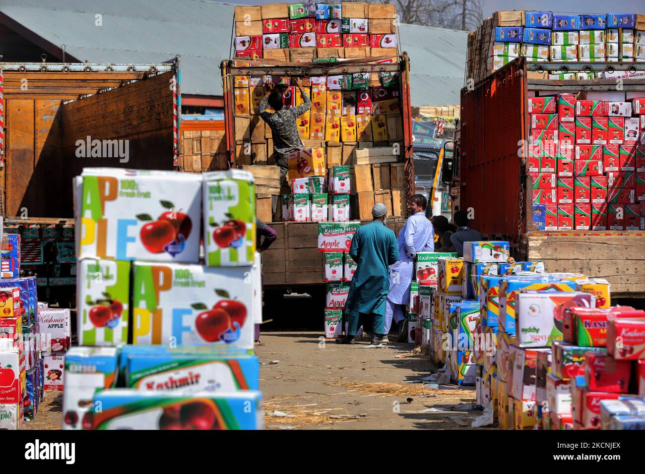 Kashmiri labourers carry boxes of Apples to be loaded onto trucks at a ...