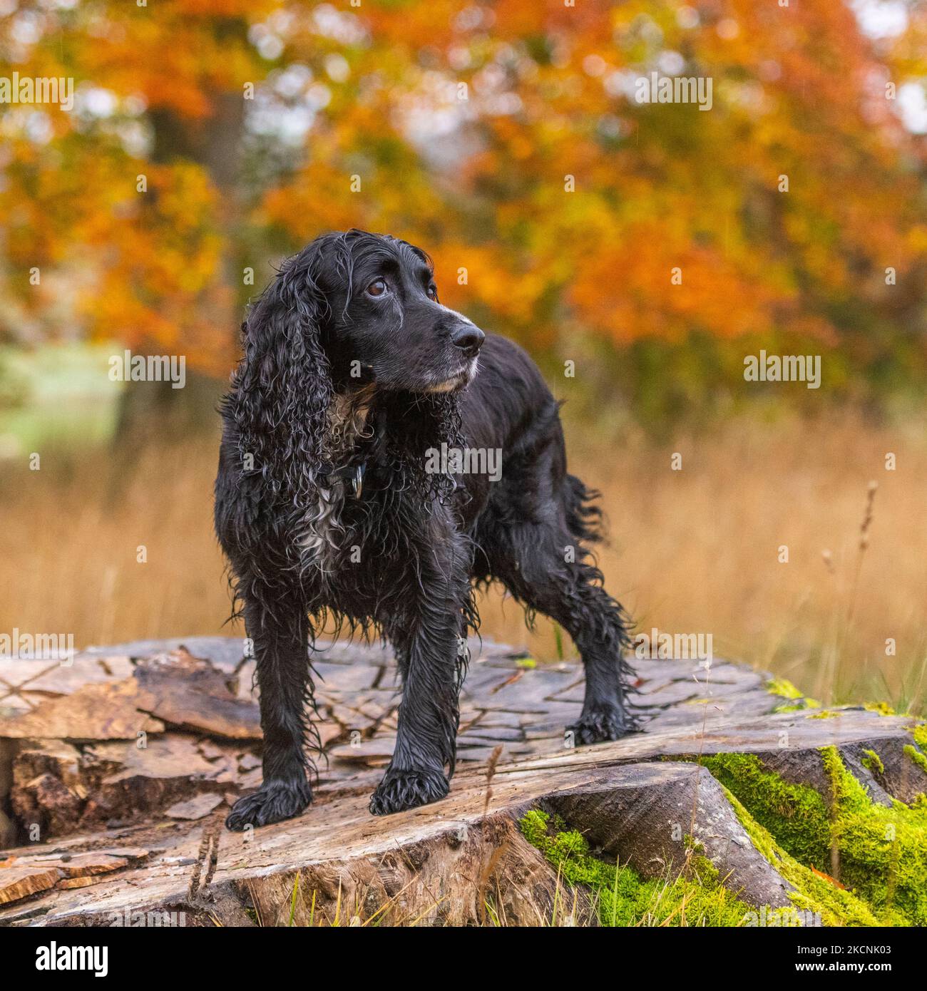 Black show cocker spaniel hi-res stock photography and images - Alamy