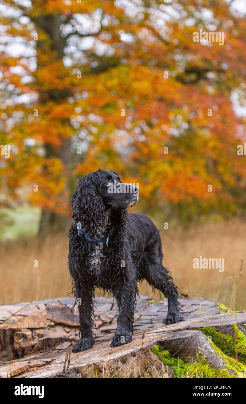 Black show cocker spaniel hi-res stock photography and images - Alamy