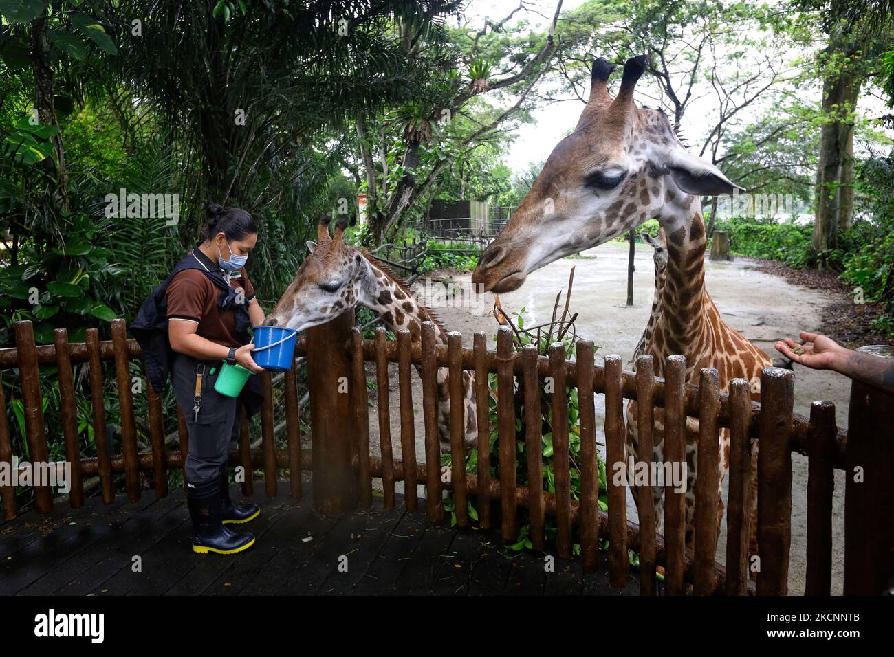 A zookeeper wearing protective mask feeds a young Rothschild’s giraffe ...