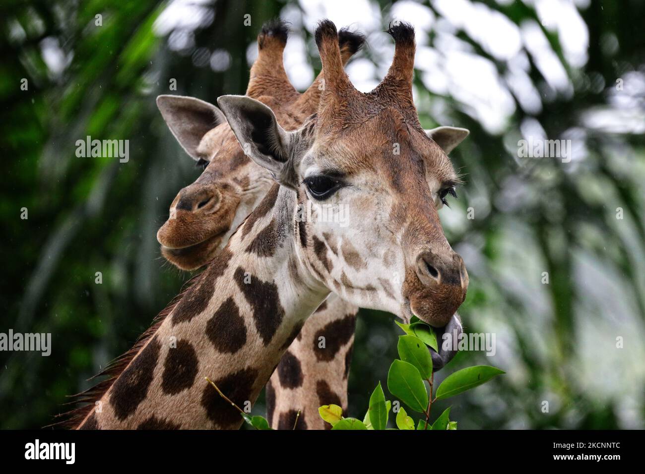 Human subspecies hi-res stock photography and images - Alamy