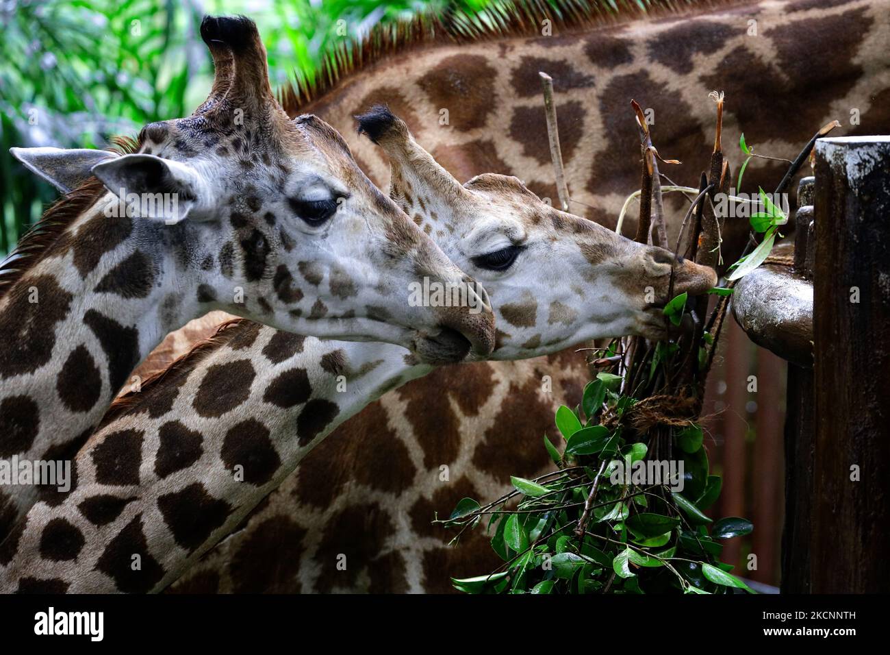 A pair of young Rothschild’s giraffes feed on plants at the Singapore ...