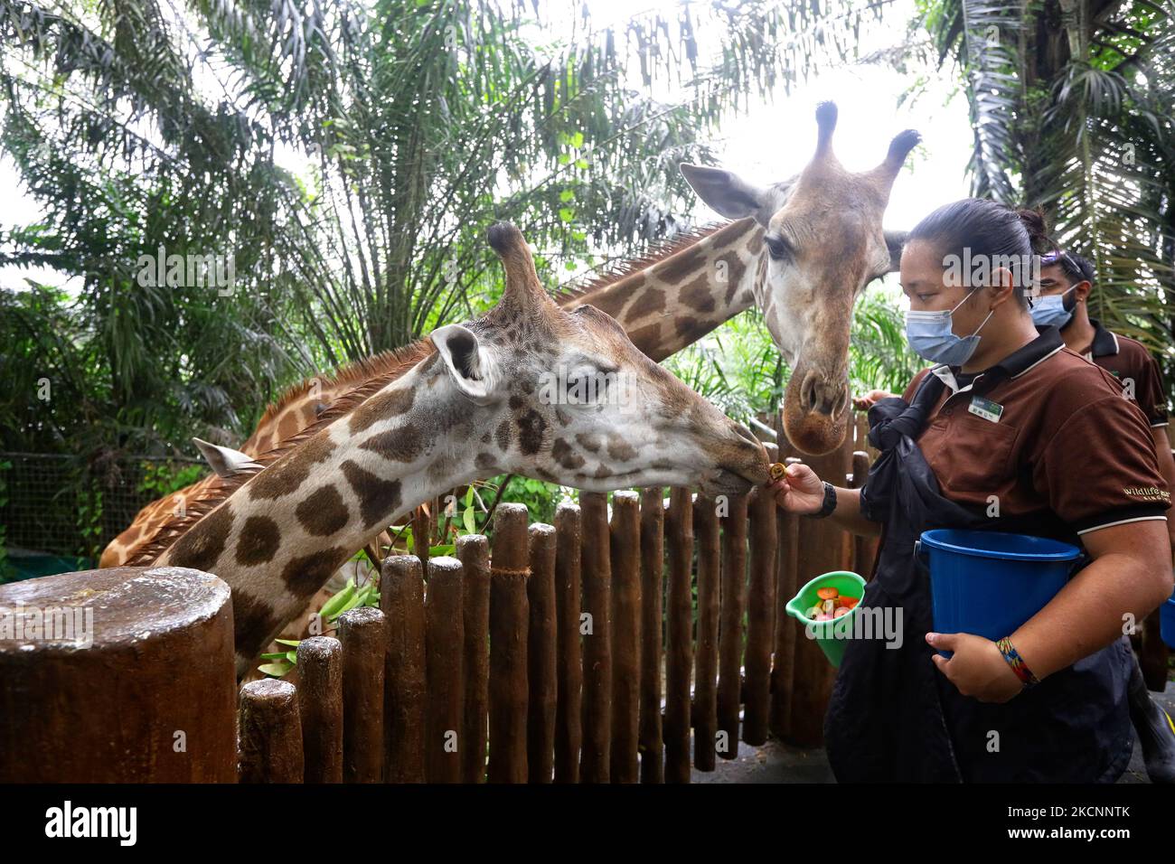 A zookeeper wearing protective mask feeds a young Rothschild’s giraffe ...