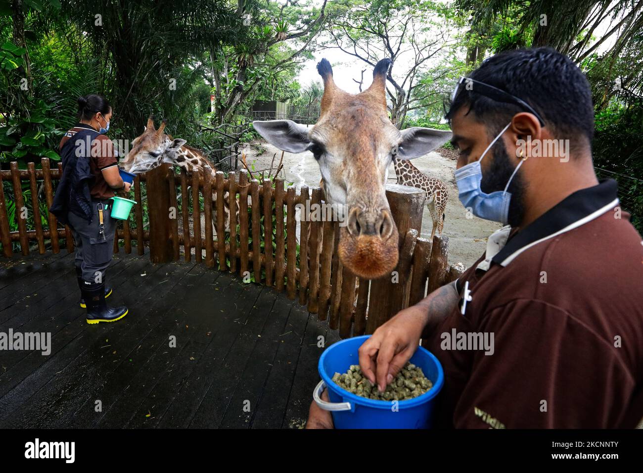 A zookeeper wearing protective mask feeds a young Rothschild’s giraffe ...