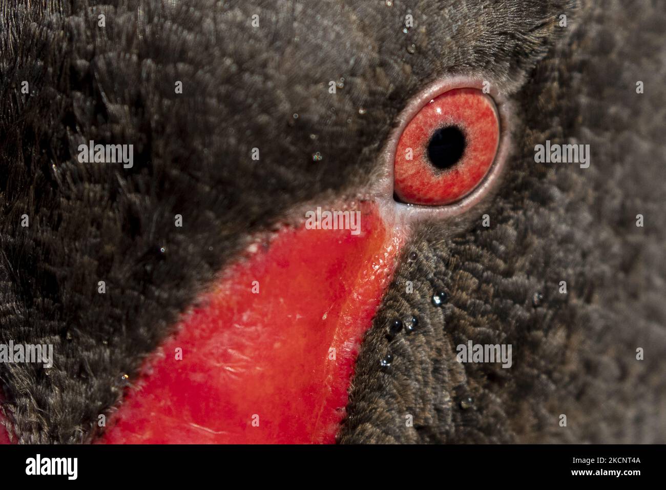 A close-up of an eye of a black swan (Cygnus atratus) at Groynes park ...