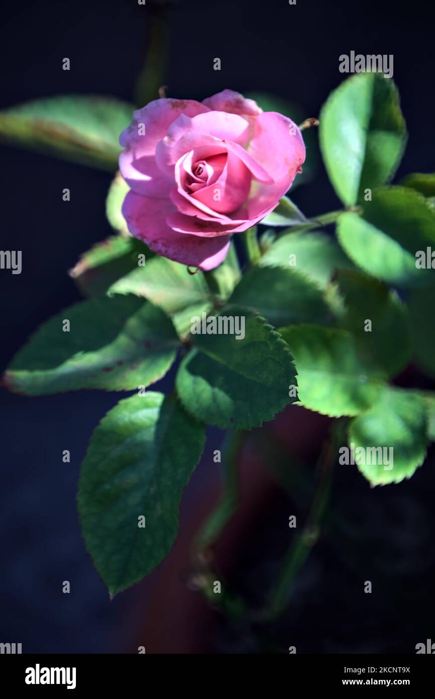 Miniature pink rose seen up close Stock Photo - Alamy