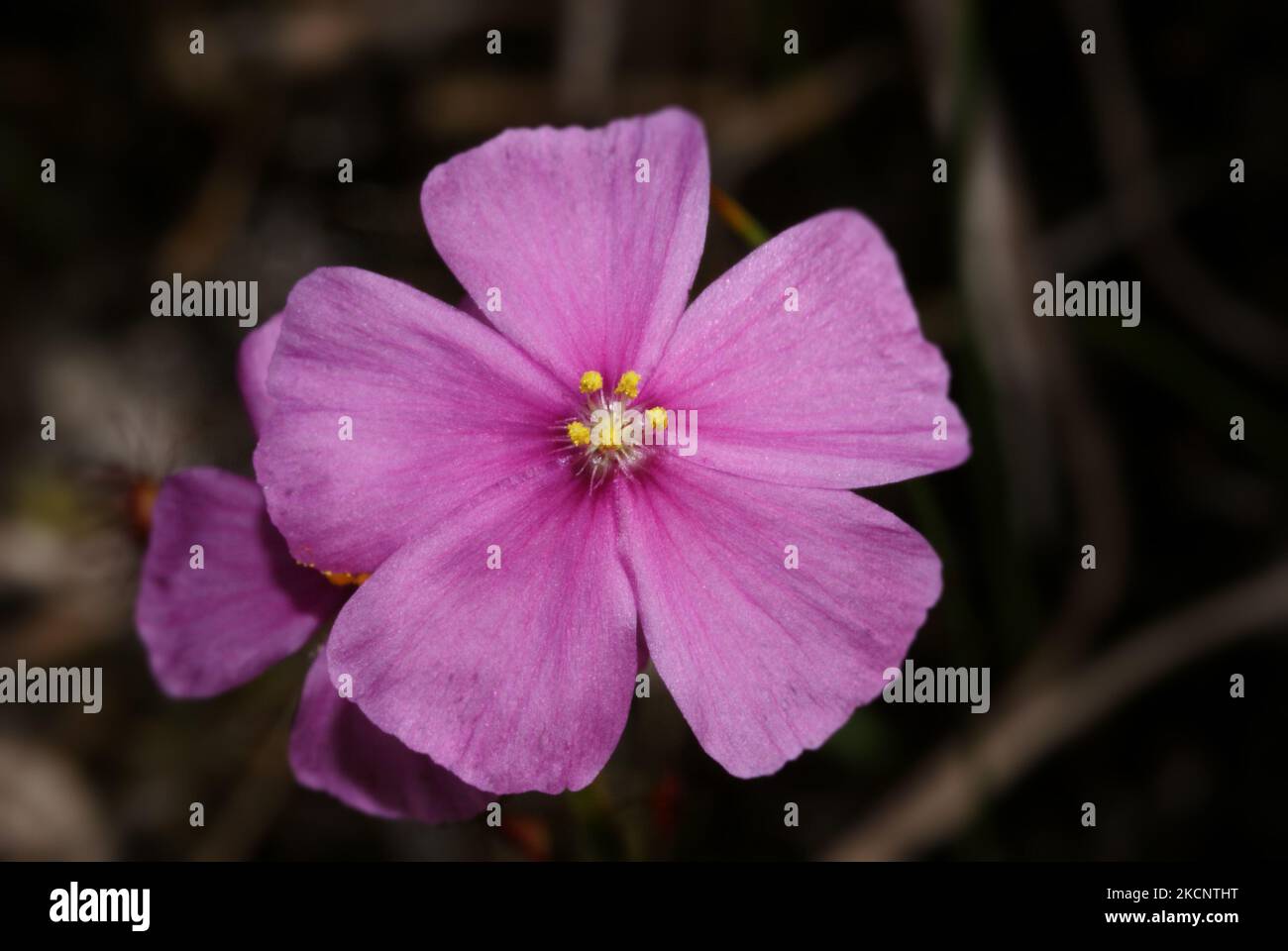 Pink flower of the pink rainbow sundew (Drosera menziesii), Western ...