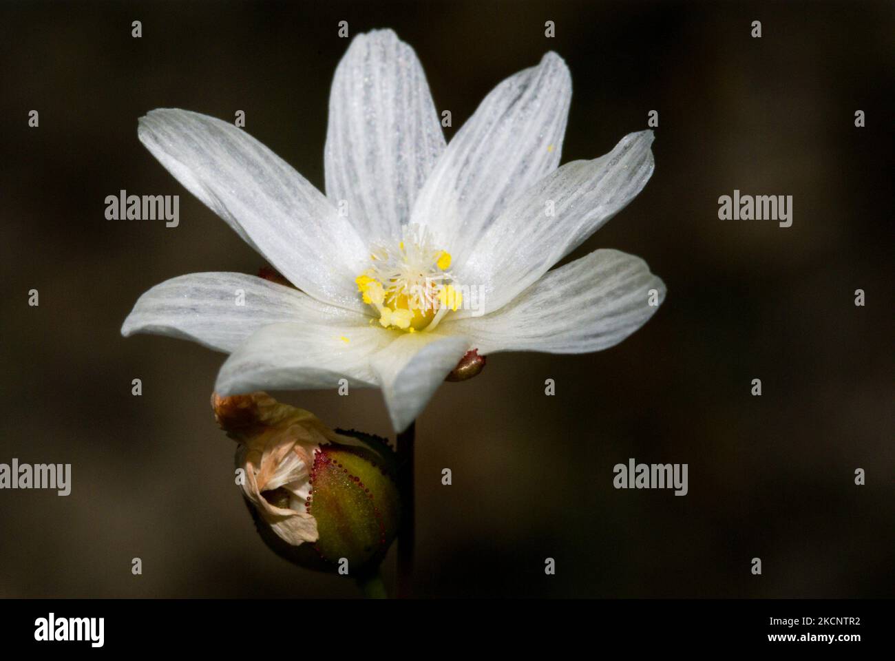 Western australia flower hi-res stock photography and images - Alamy