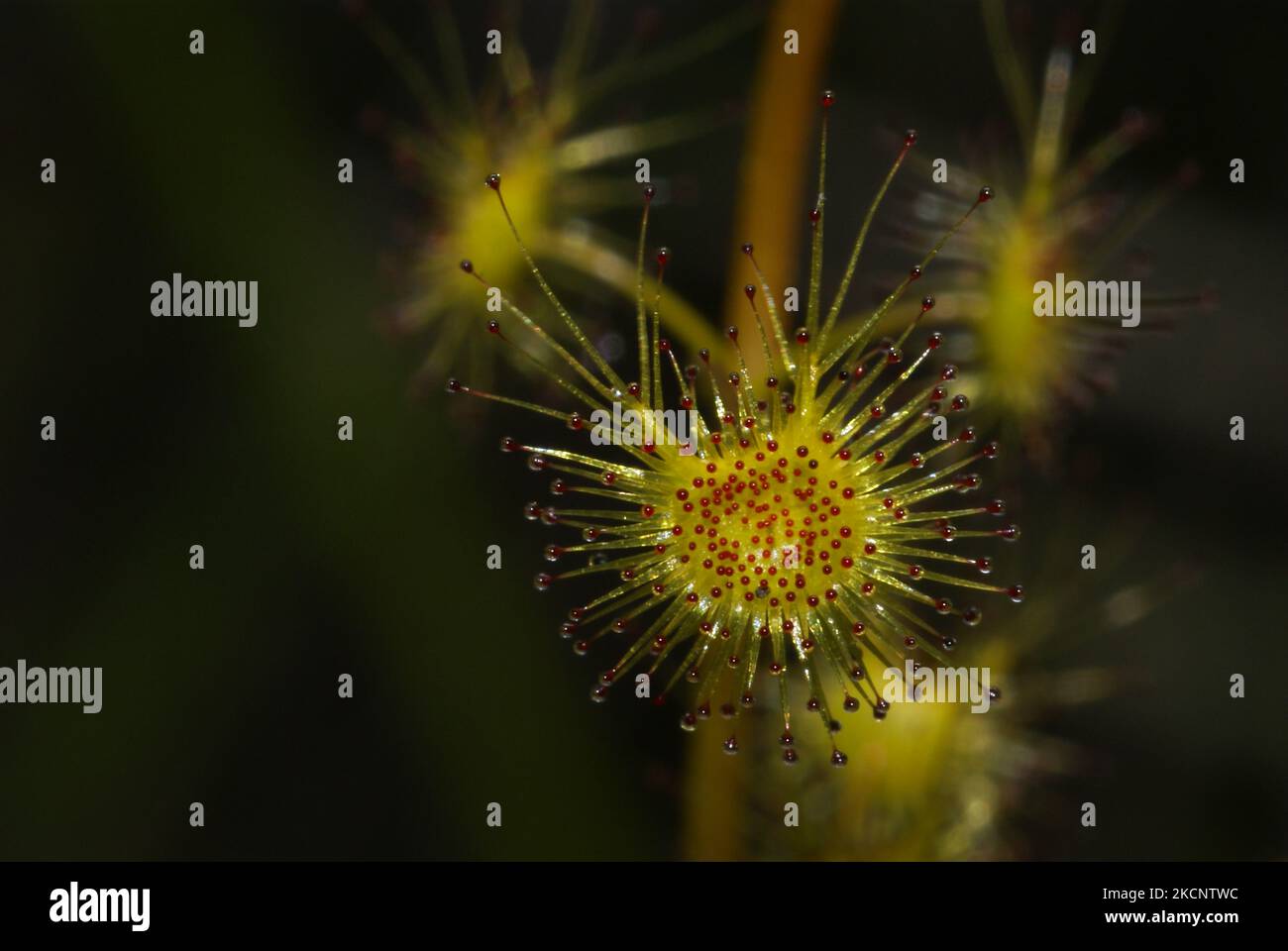 Leaf detail of the giant sundew (Drosera gigantea), golden form ...