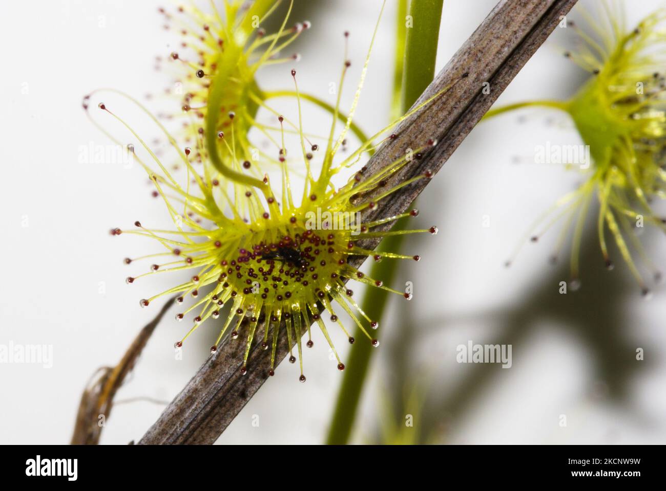 Leaf detail of the giant sundew (Drosera gigantea), golden form ...