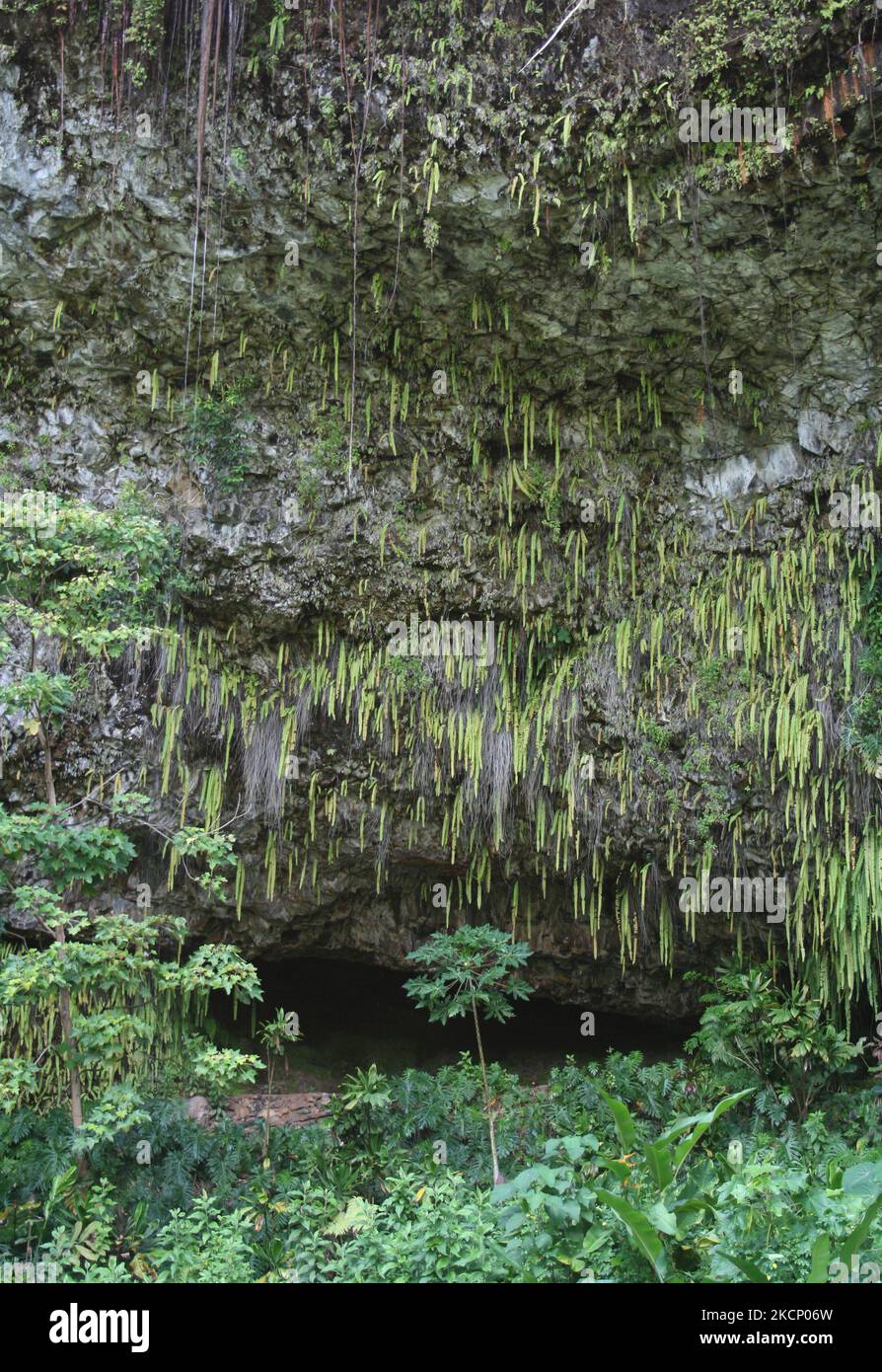 The fern grotto is a popular tourist attraction on the island of Kauai ...