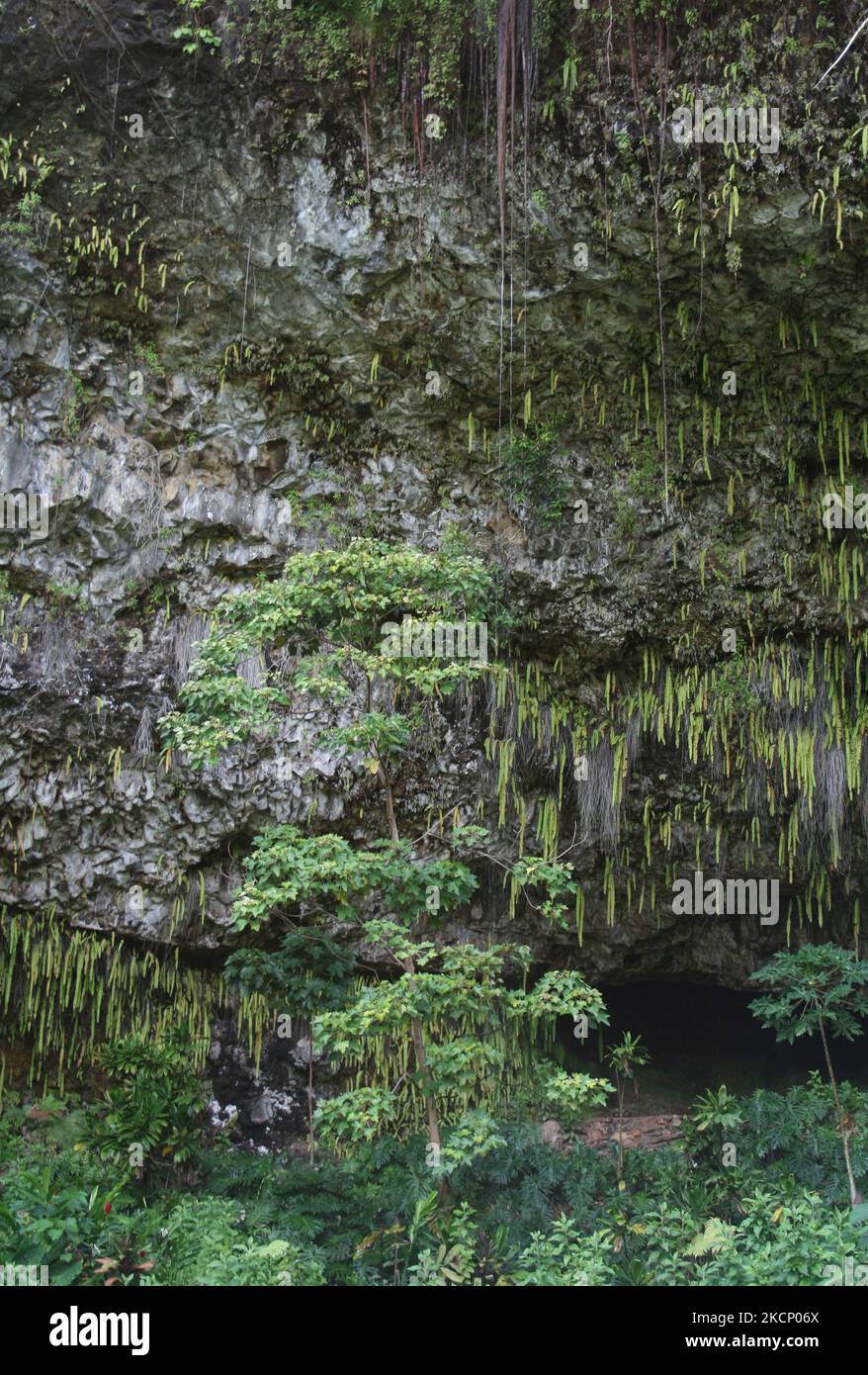 The fern grotto is a popular tourist attraction on the island of Kauai ...