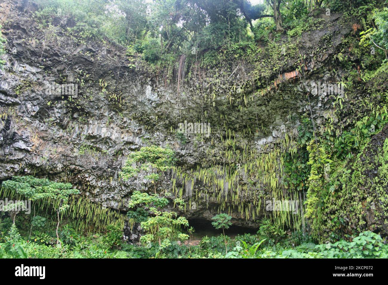 The fern grotto is a popular tourist attraction on the island of Kauai ...