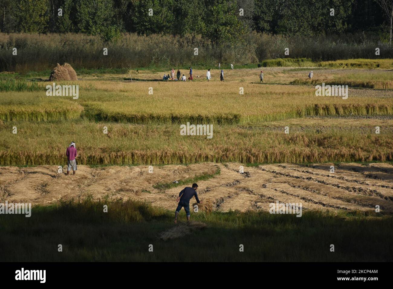 People work at a rice field during harvest season on the outskirts of ...