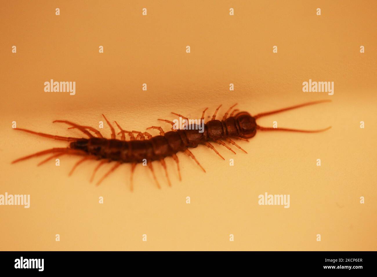 Stone and bark centipedes hi-res stock photography and images - Alamy