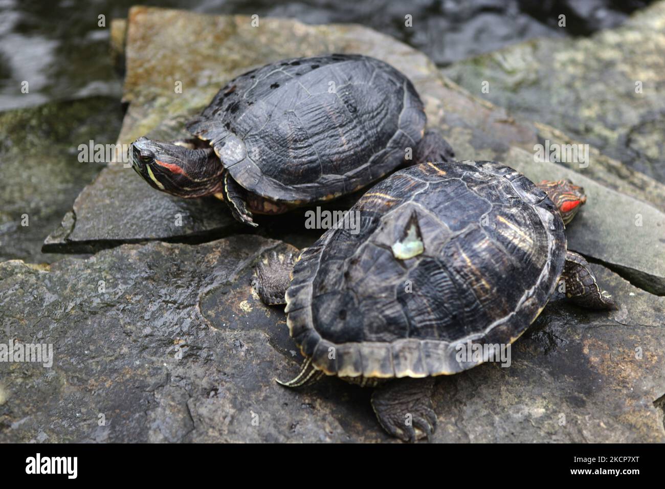 Two Red-Eared Slider (Trachemys scripta elegans) turtles resting on a ...