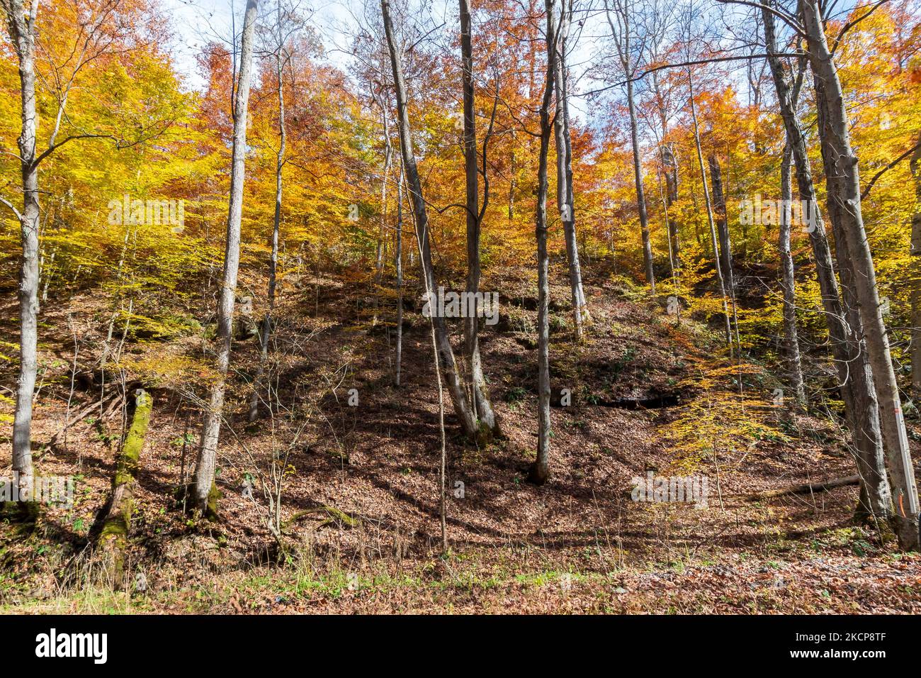 Bright autumn foliage on a southeastern Ohio Appalacian hillside Stock ...