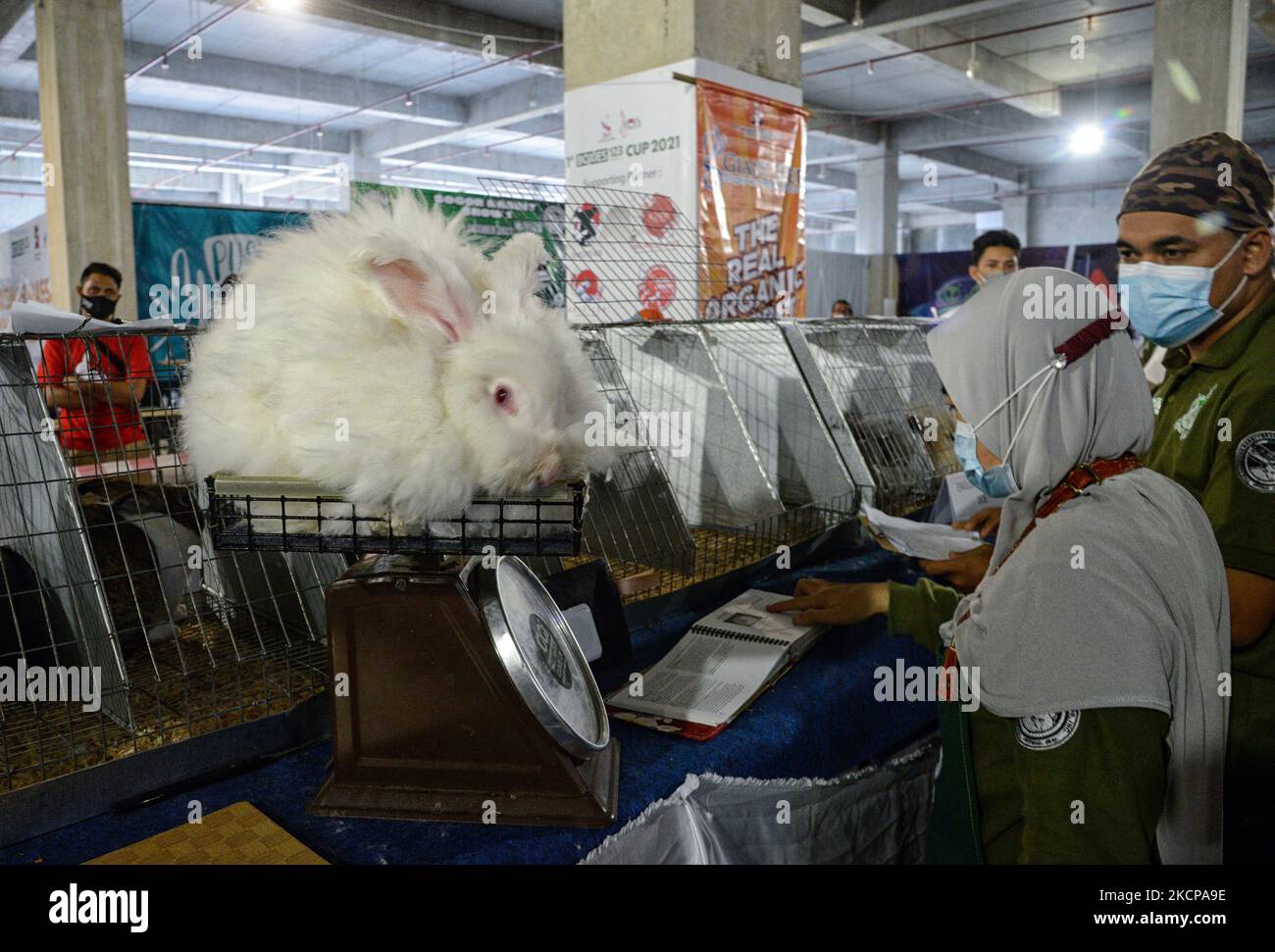 An English Angora Doe rabbit while being judged in the fur category ...