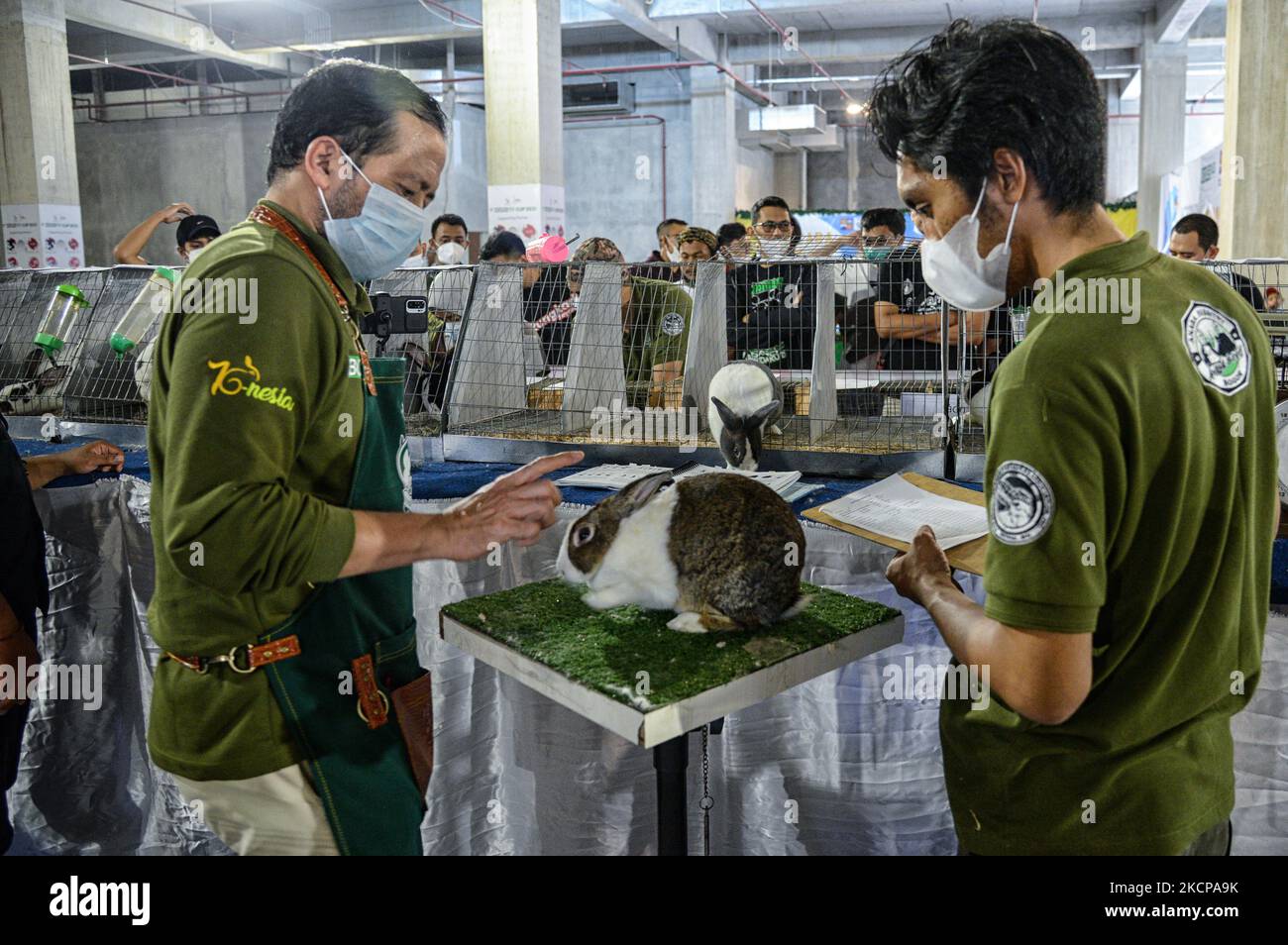 A judge looks at a rabbit while being judged in the fur category on the ...