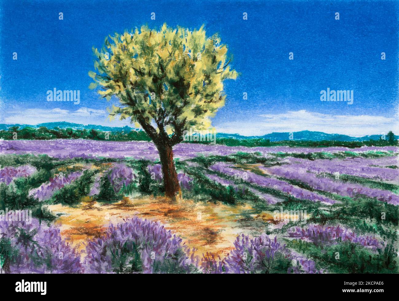 Lavender fields and lonely tree. Soft pastel on paper Stock Photo - Alamy