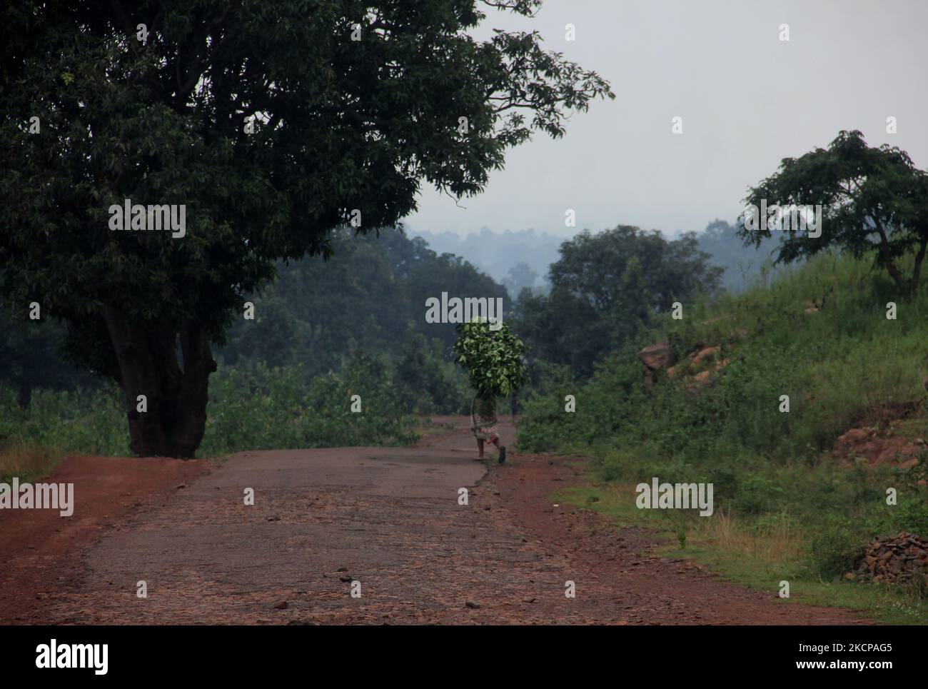 A villager carrying tree twigs as she collects them from her living ...