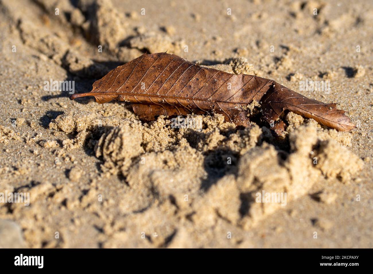Autumn Brown Leaf On Beach Stock Photo - Alamy