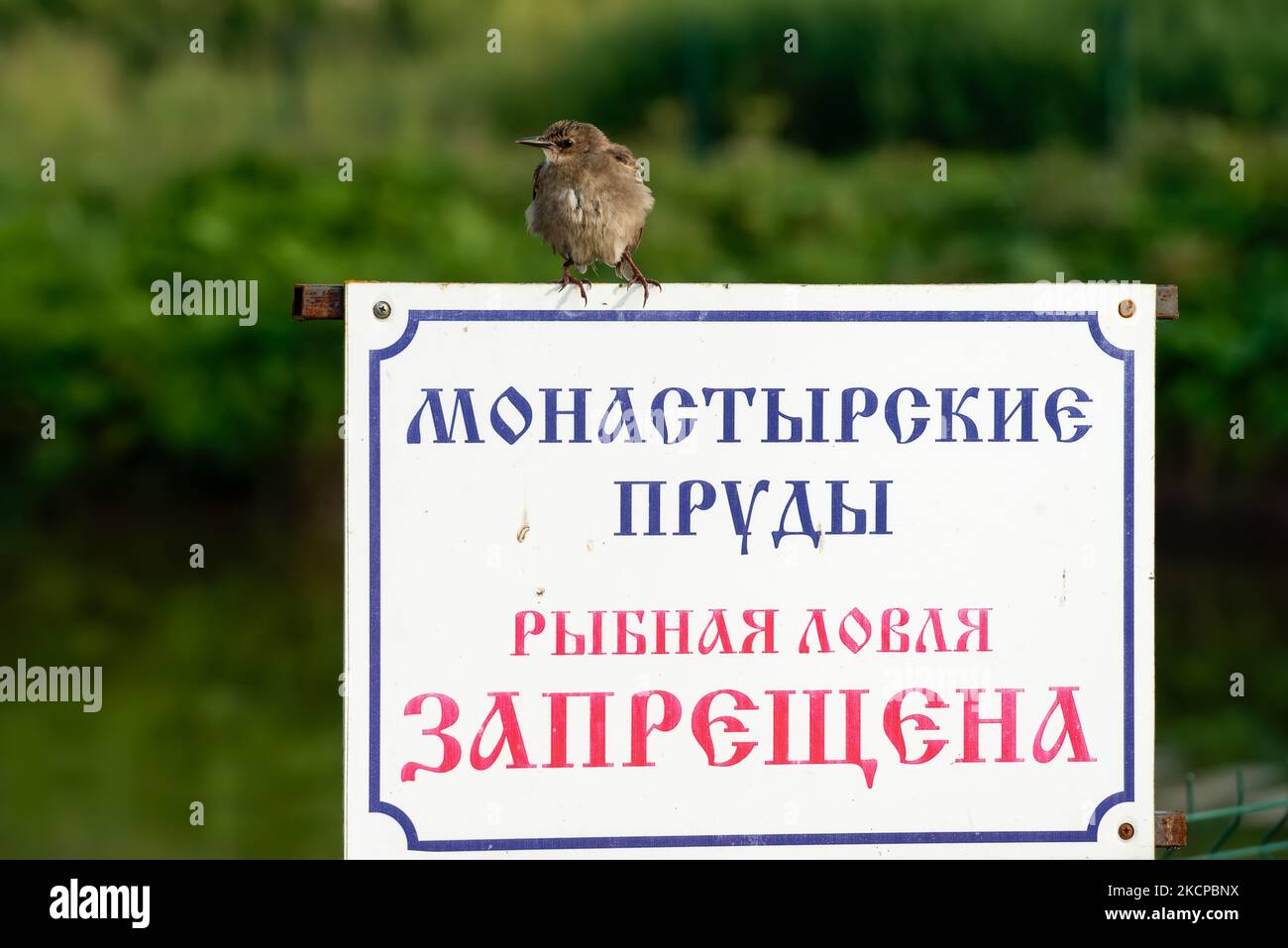 The bird sits on a billboard with the inscription - Monastic ponds ...