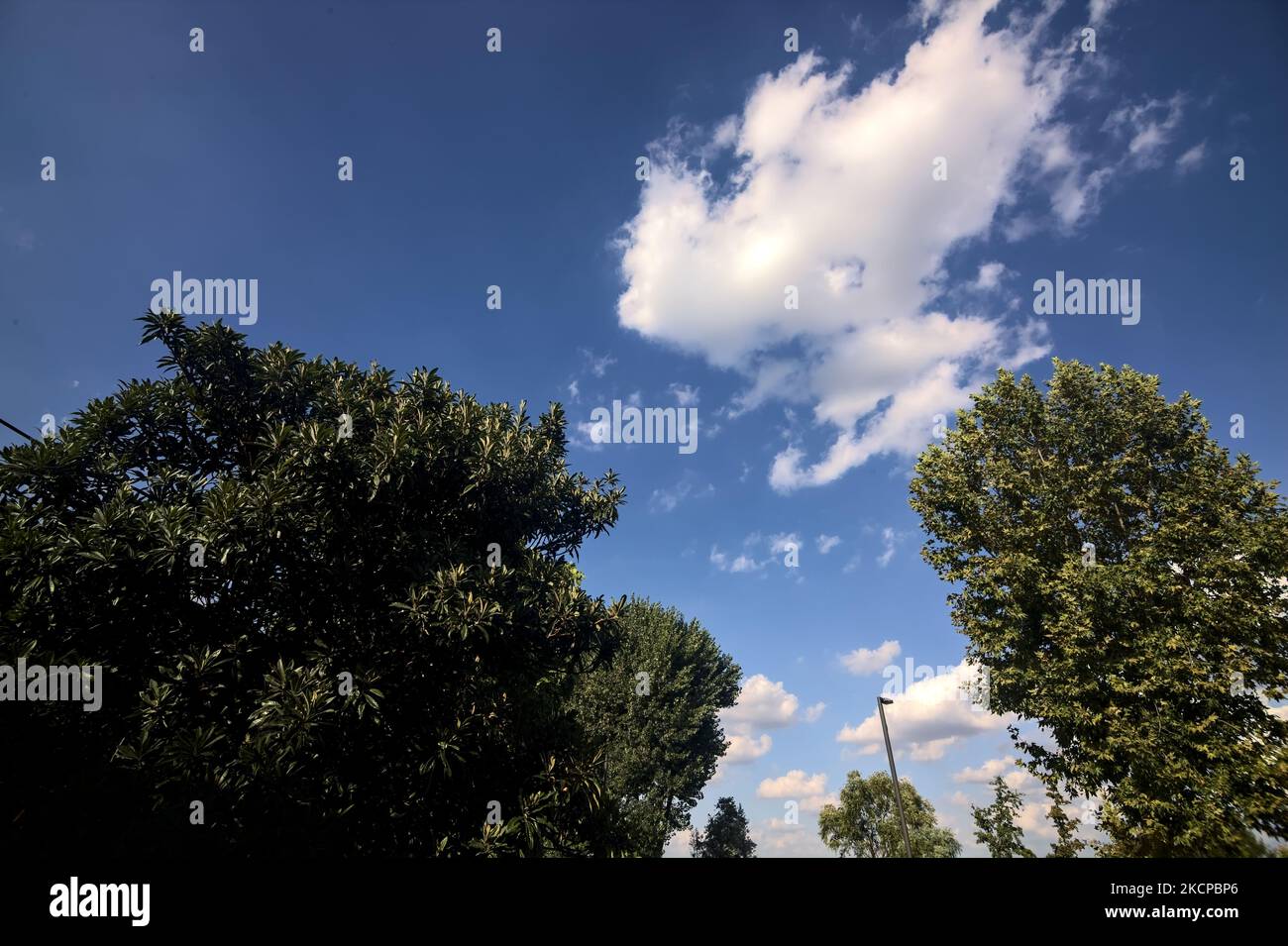 Sky with clouds and tree tops Stock Photo - Alamy